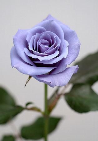 I, like many women, have a secret – Becoming Violet Grey